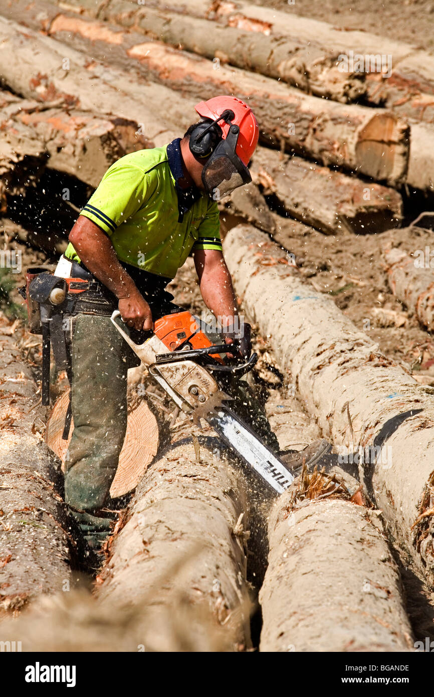 Cutting forest hi-res stock photography and images - Alamy