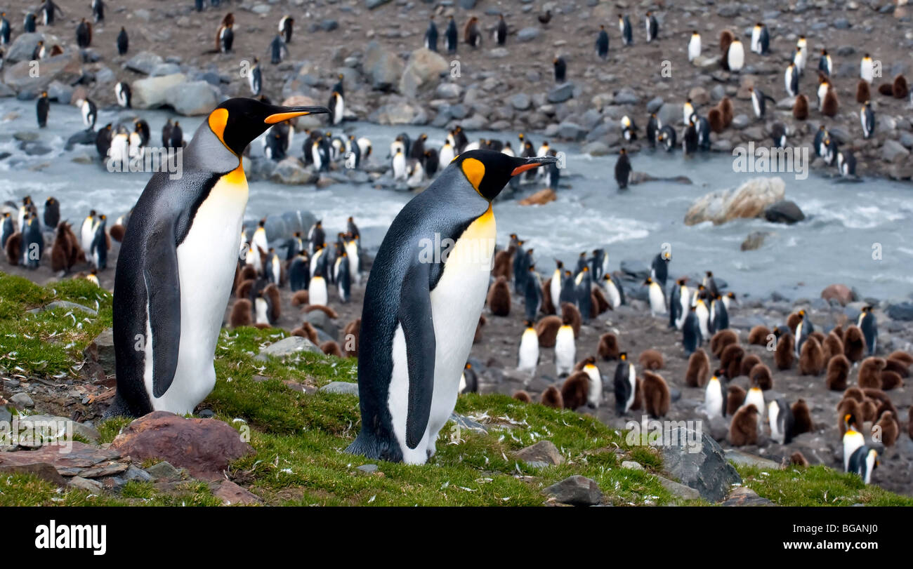 "Two King Penguins overlook the rookery Stock Photo - Alamy