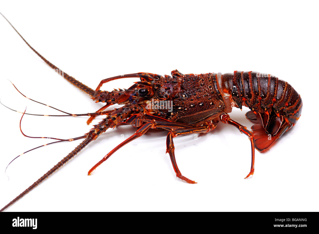 Close-up of a lobster Stock Photo - Alamy