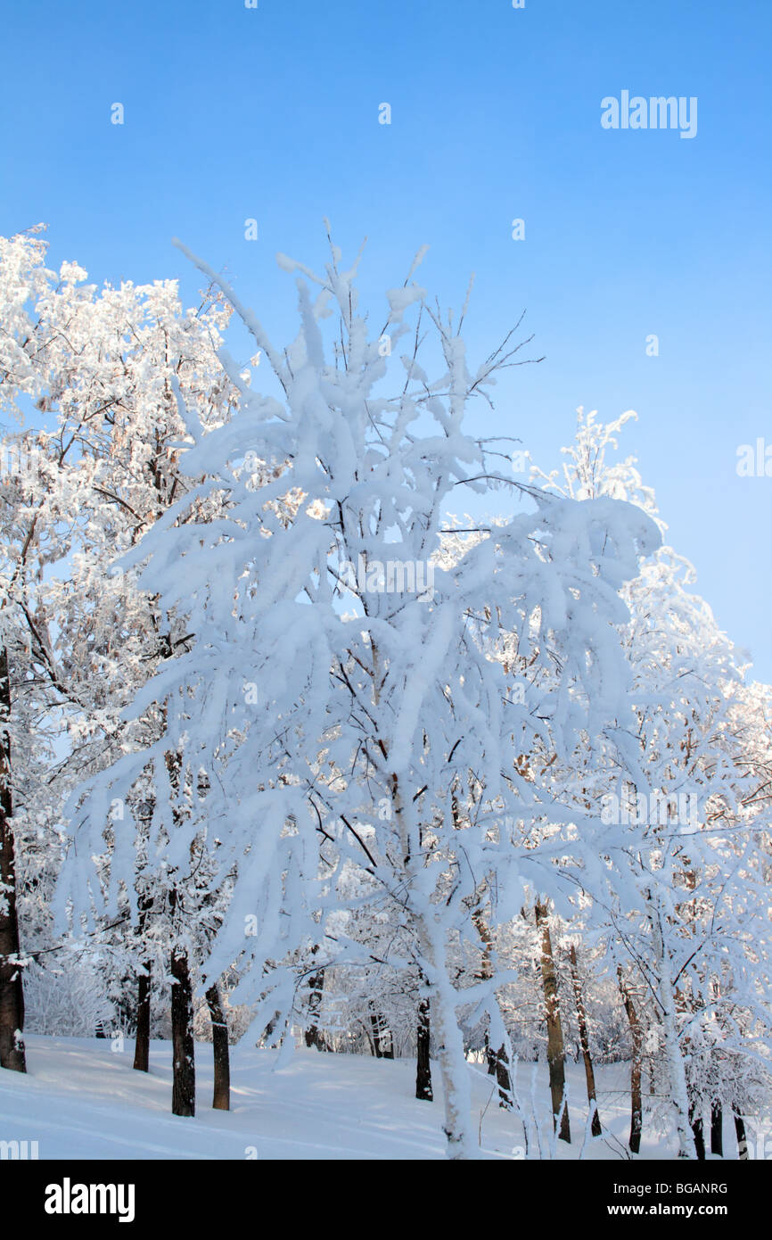 trees under snow in frosty winter day Stock Photo - Alamy