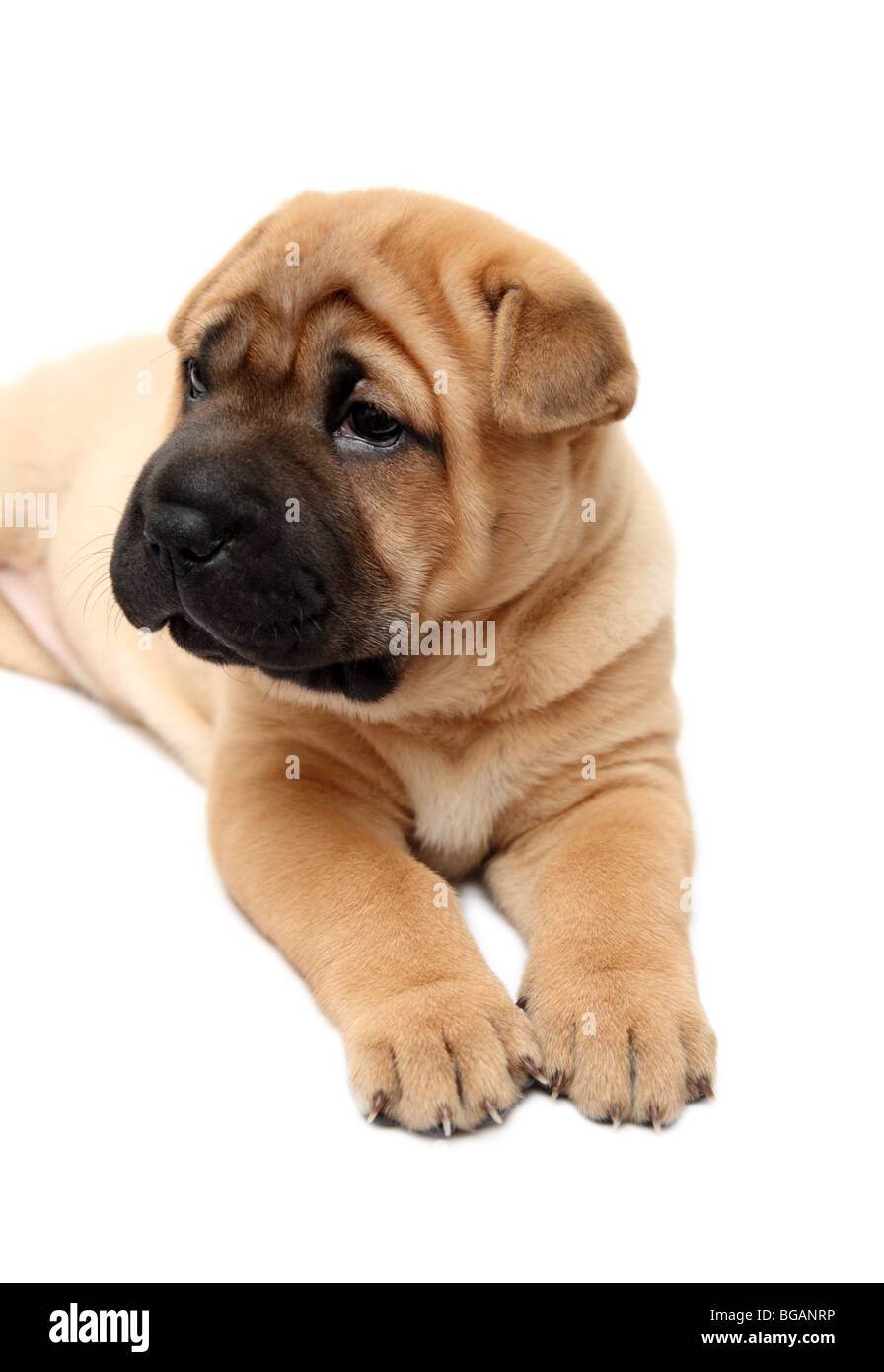 Puppy shar pei close hi-res stock photography and images - Alamy