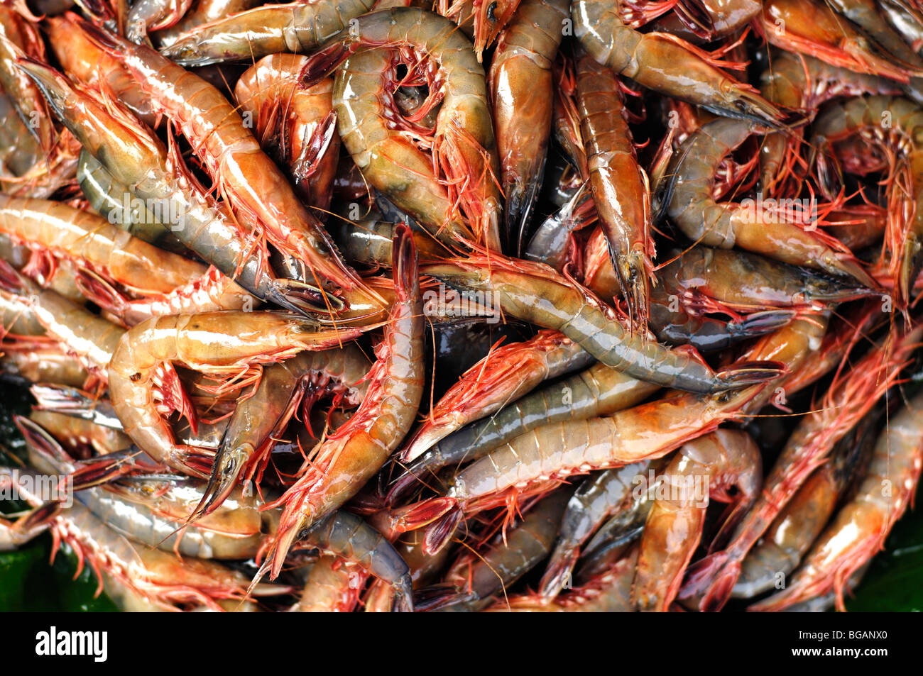 Dead prawns hi-res stock photography and images - Alamy