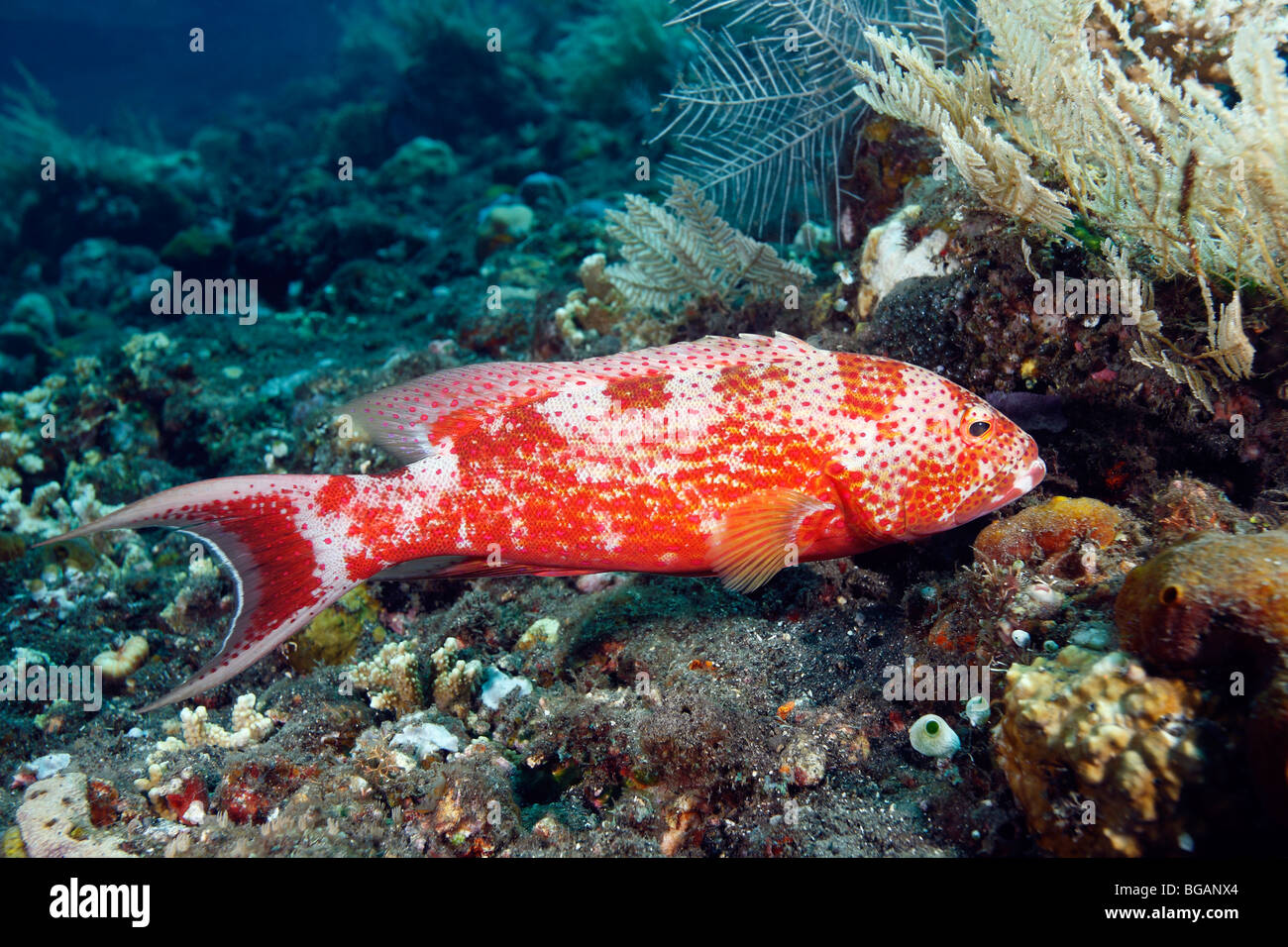 White Edged Lyretail Grouper, also known as White-edge Coronation Trout ...