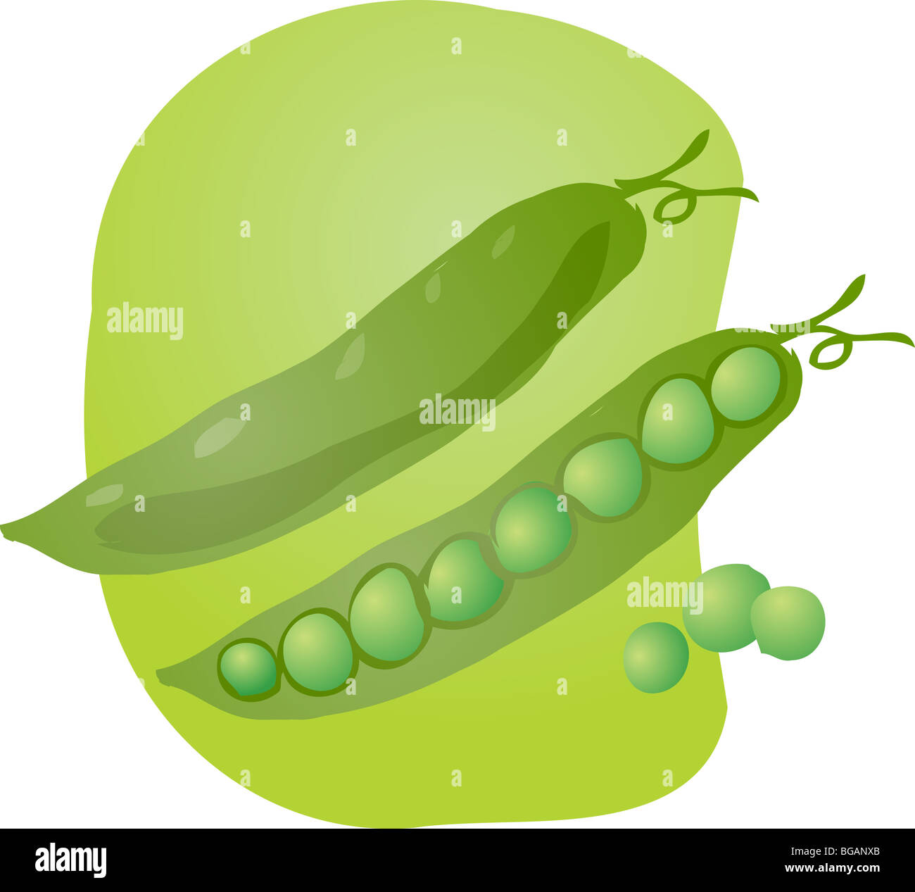 Sketch of peas in a pod Hand-drawn lineart look illustration Stock ...