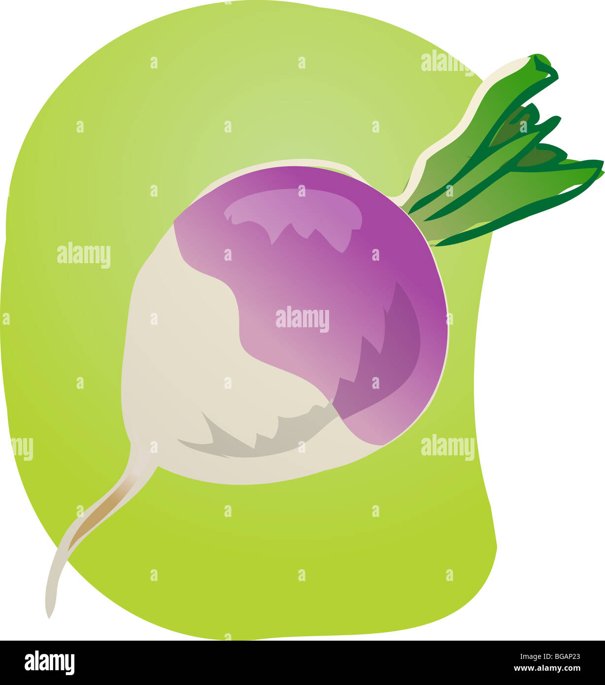 Sketch of turnip. Hand-drawn lineart look illustration Stock Photo - Alamy