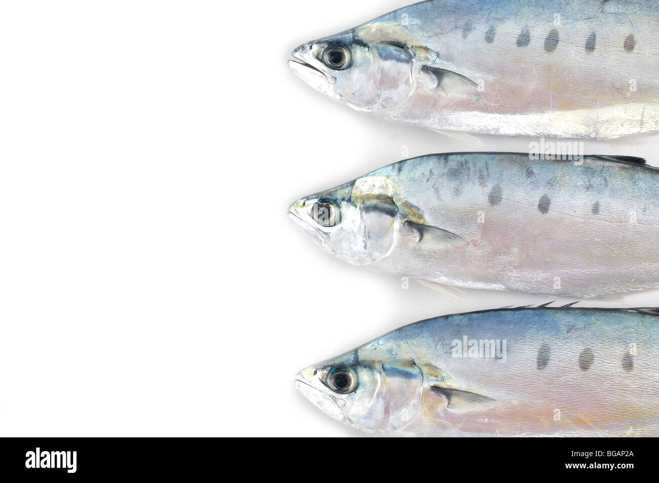 Close-up of raw fishes Stock Photo - Alamy