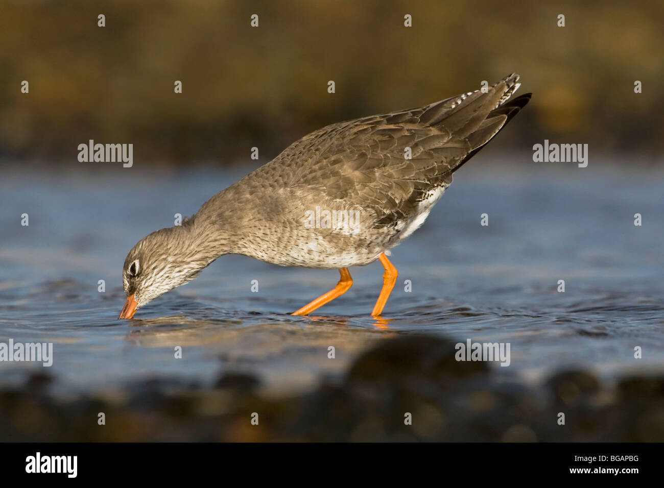 An adult Redshank feeding in a sea pool Stock Photo - Alamy
