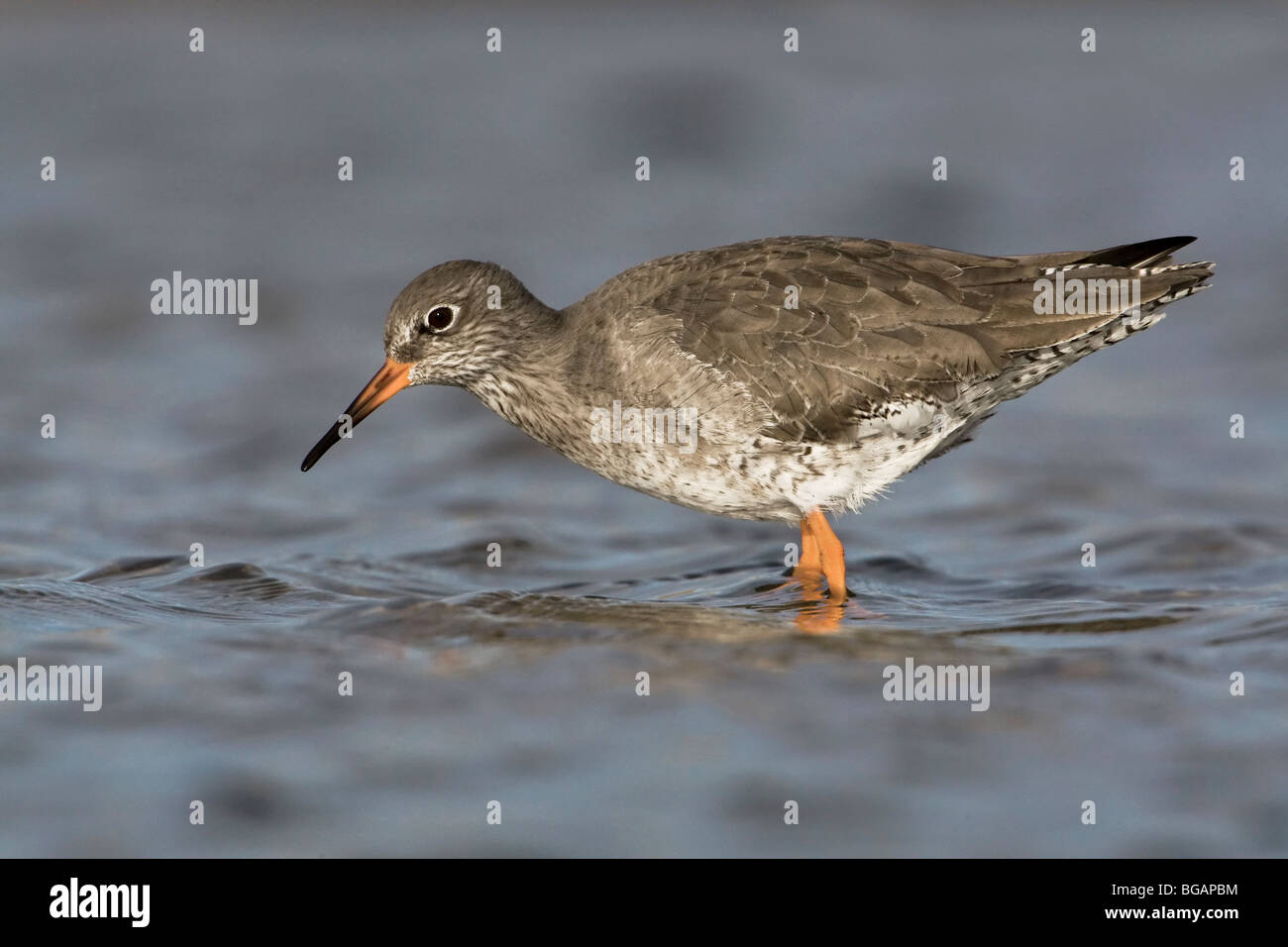 Redshank in pool hi-res stock photography and images - Alamy