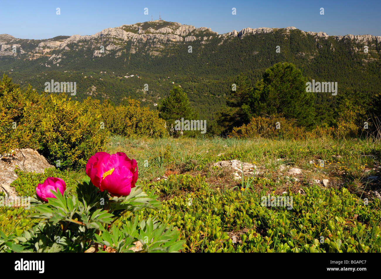 Paeonia officialis in El Port Nature Reserve Stock Photo - Alamy
