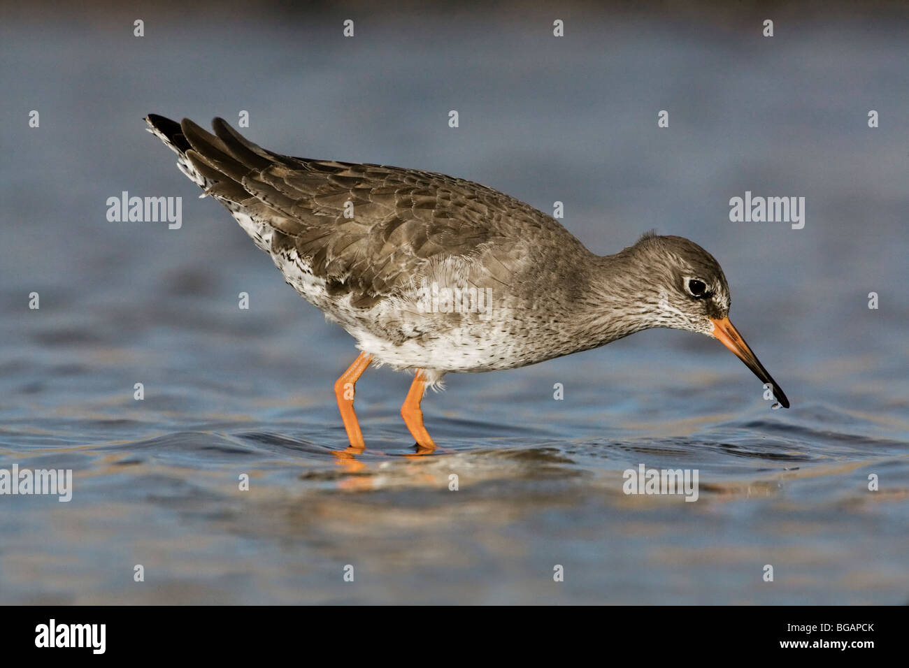 Feeding feed hunt hi-res stock photography and images - Alamy
