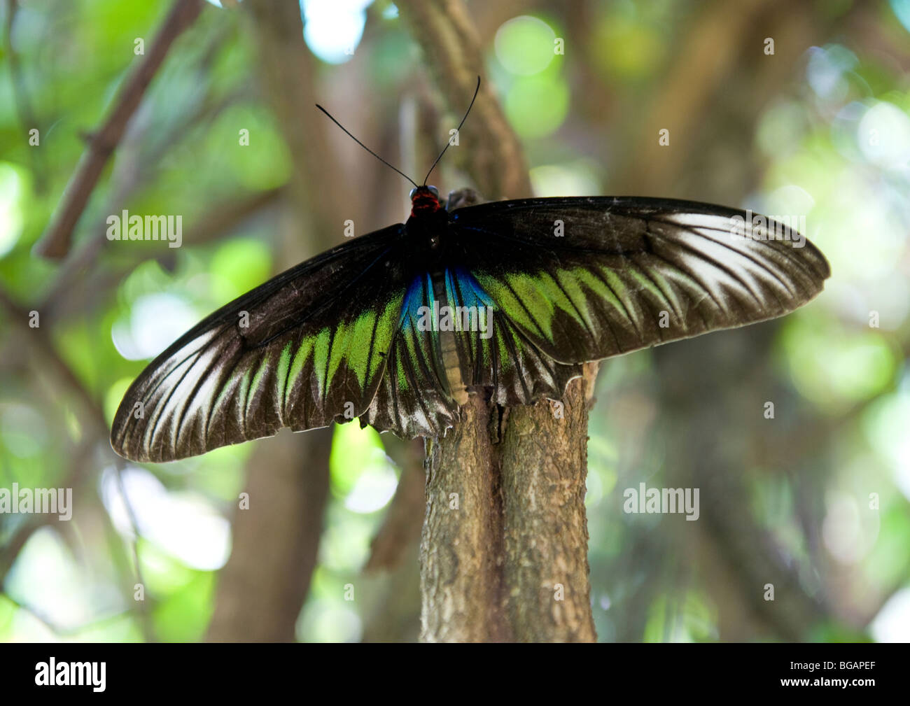 Birdwing butterfly hi-res stock photography and images - Alamy