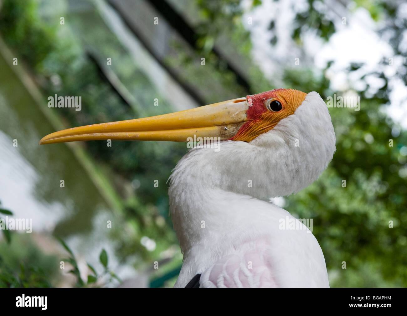A stunning close up of head and neck of a watchful yellow billed stork ...