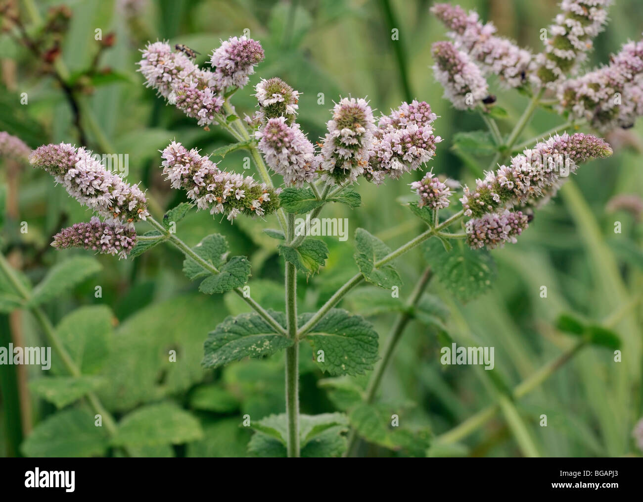 Mentha Rotundifolia High Resolution Stock Photography and Images - Alamy