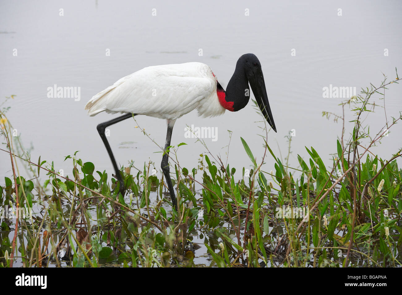 Jabiru storch jabiru hi-res stock photography and images - Alamy