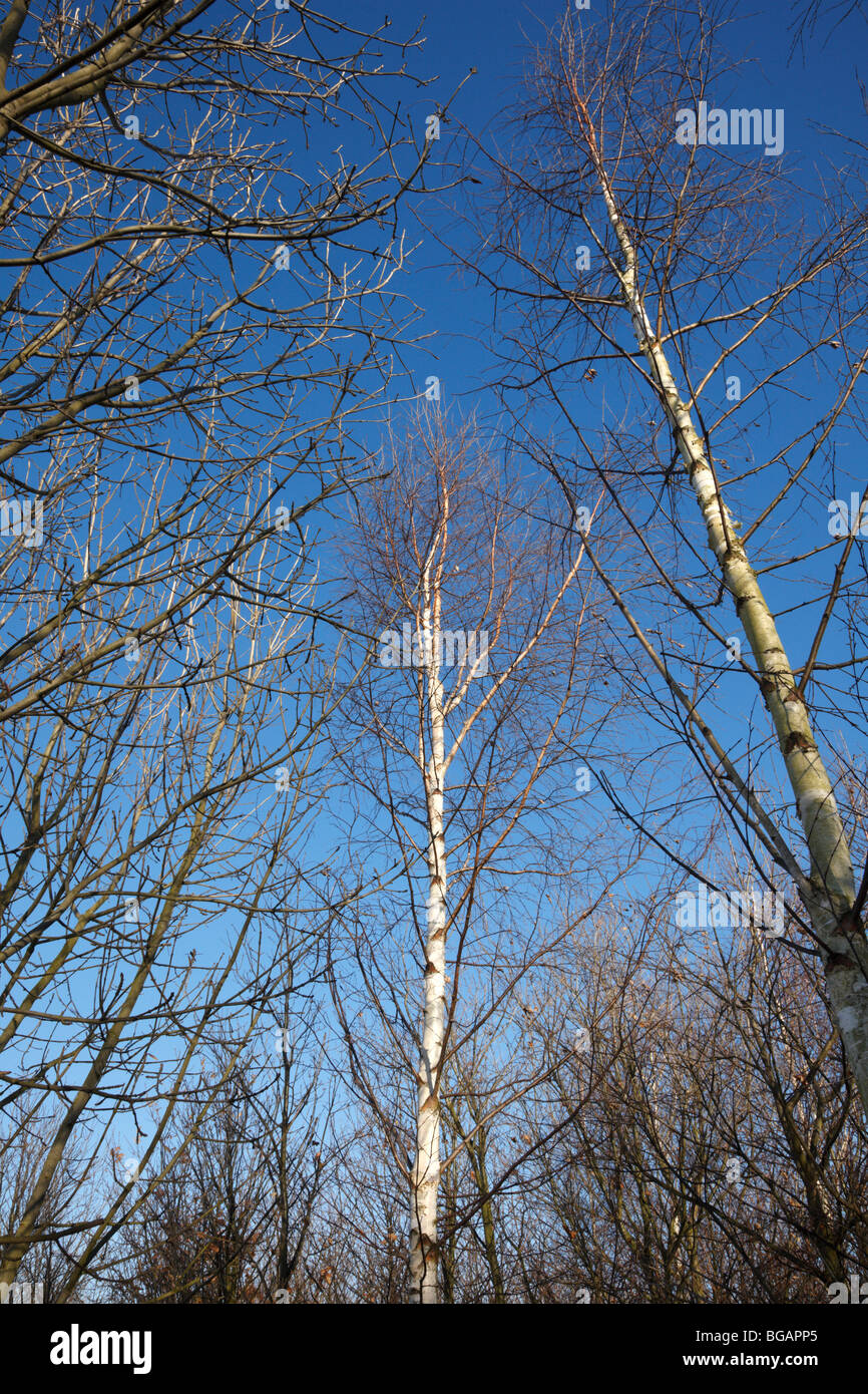 Betula Pendula Winter Stock Photos & Betula Pendula Winter Stock Images ...