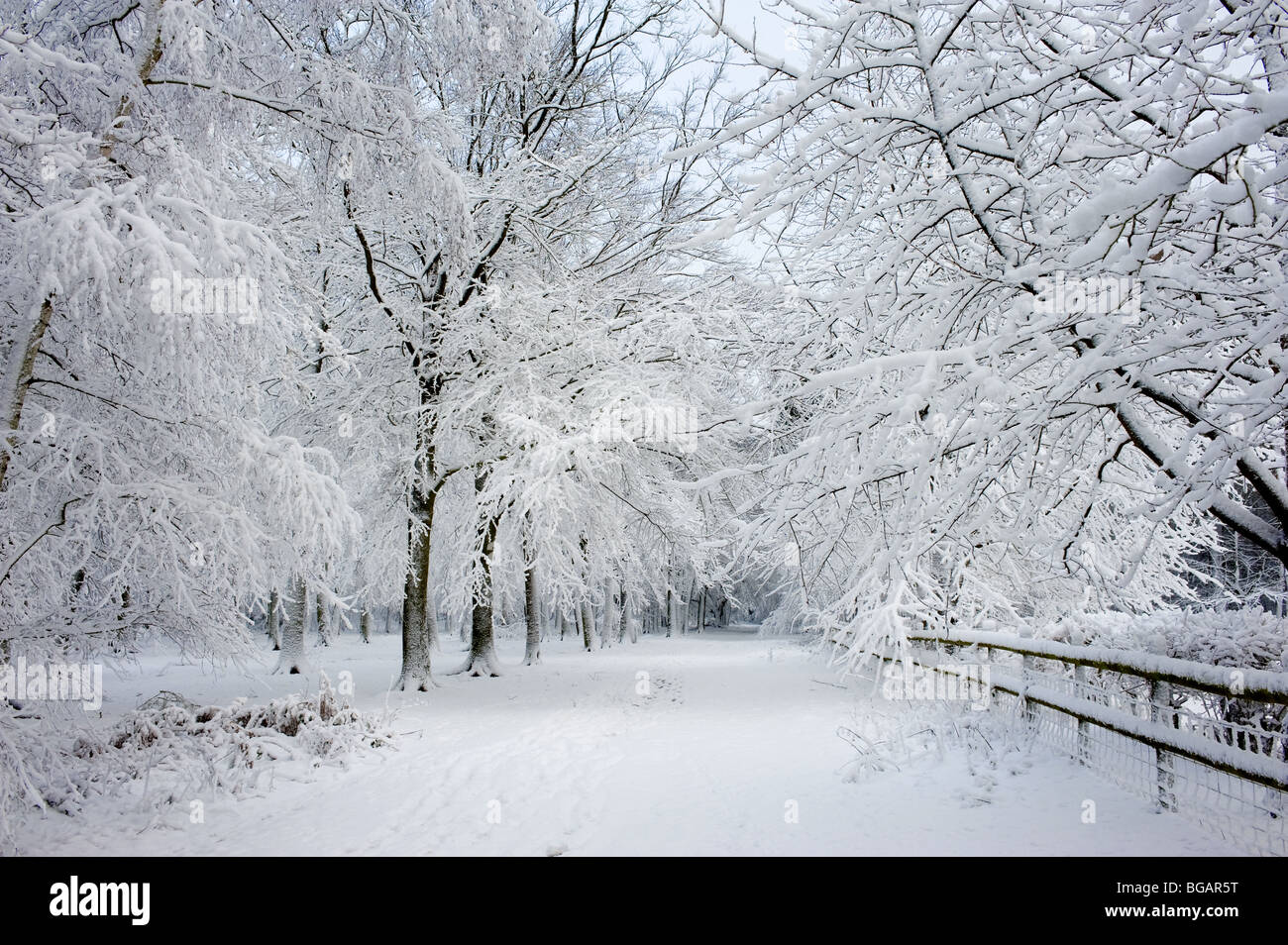 Thornton Park - Heavy snowfall in Essex woodland Stock Photo - Alamy