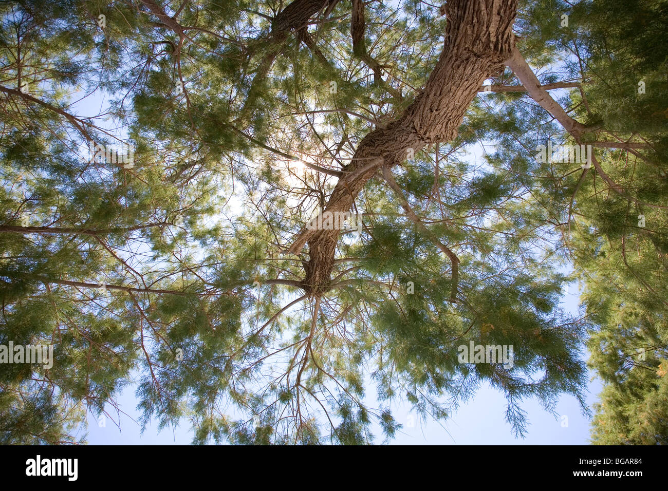 Fine pine trees through sunlight Stock Photo - Alamy