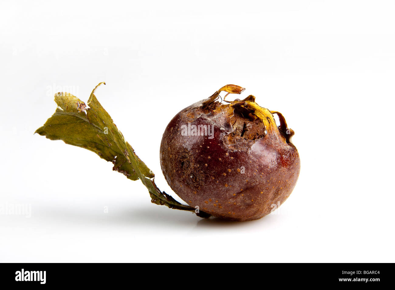 Medlar fruit on white background. close up Ripe blet fruit.090757 ...