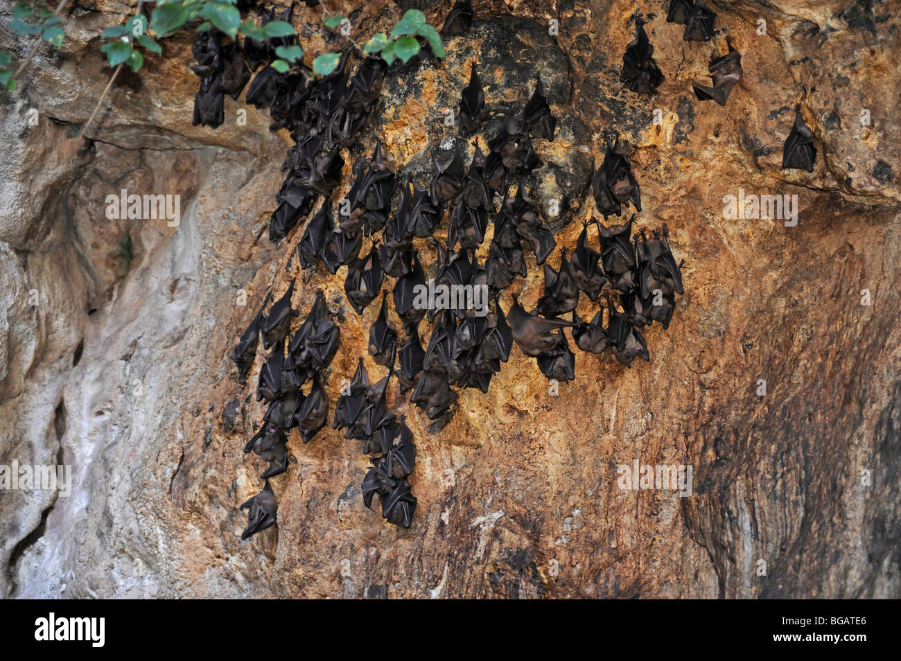 Bat cave, Goa Lawah temple near Kusamba, Klungkung, Bali, Indonesia ...