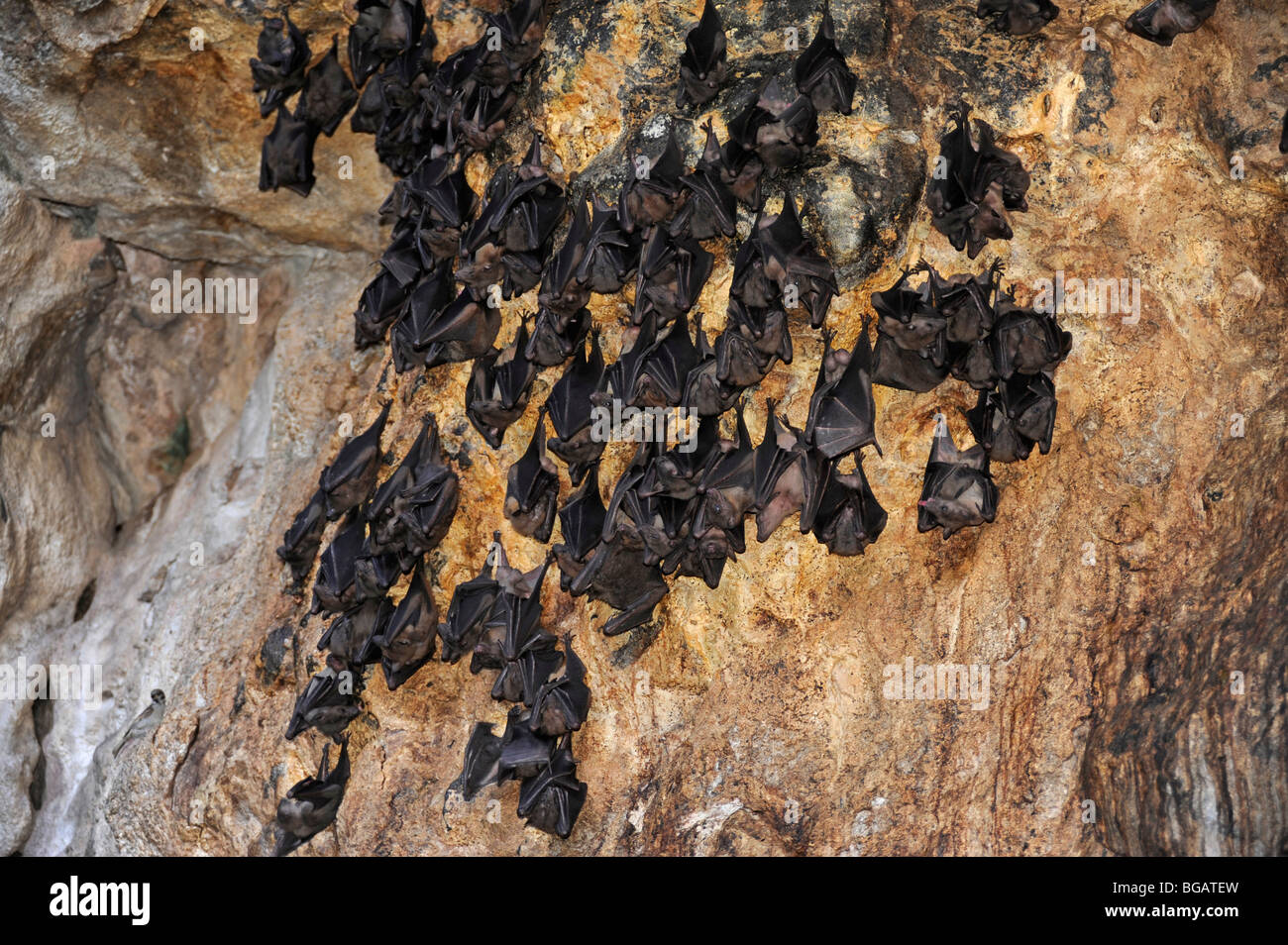 Bat cave, Goa Lawah temple near Kusamba, Klungkung, Bali, Indonesia ...