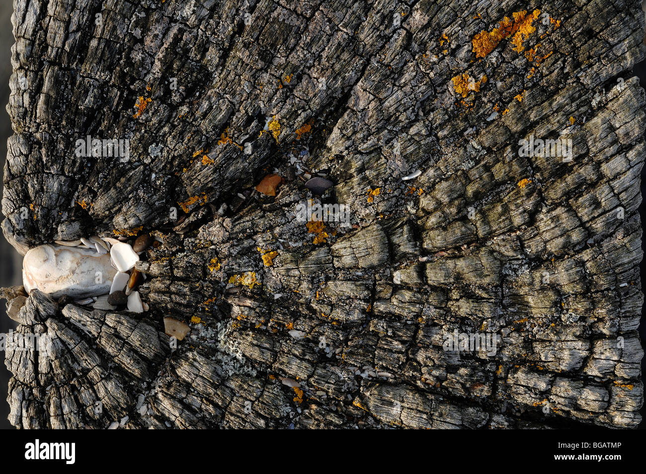 Detail of shell hi-res stock photography and images - Alamy