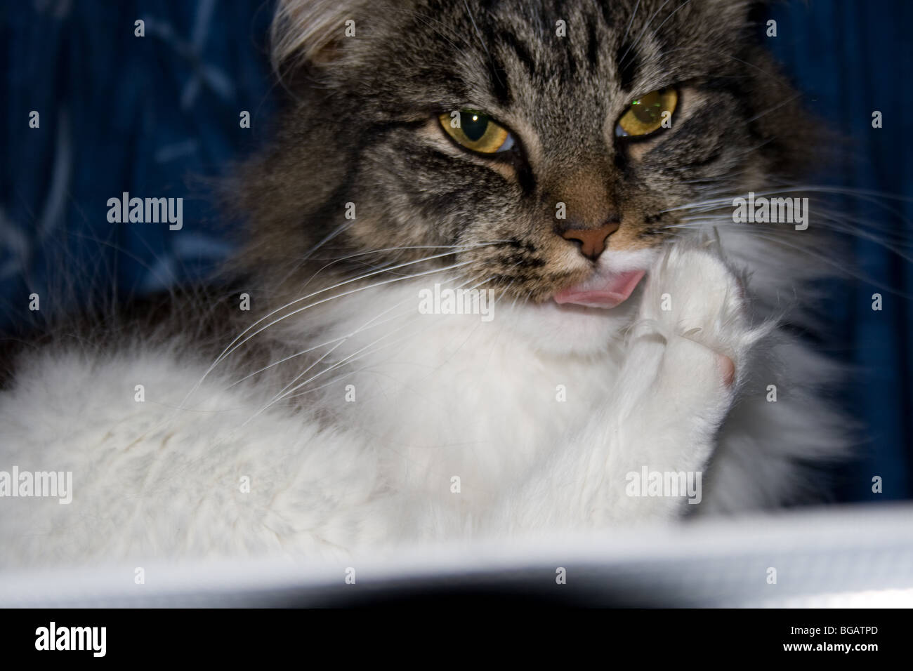 A tabby cat preening itself Stock Photo - Alamy