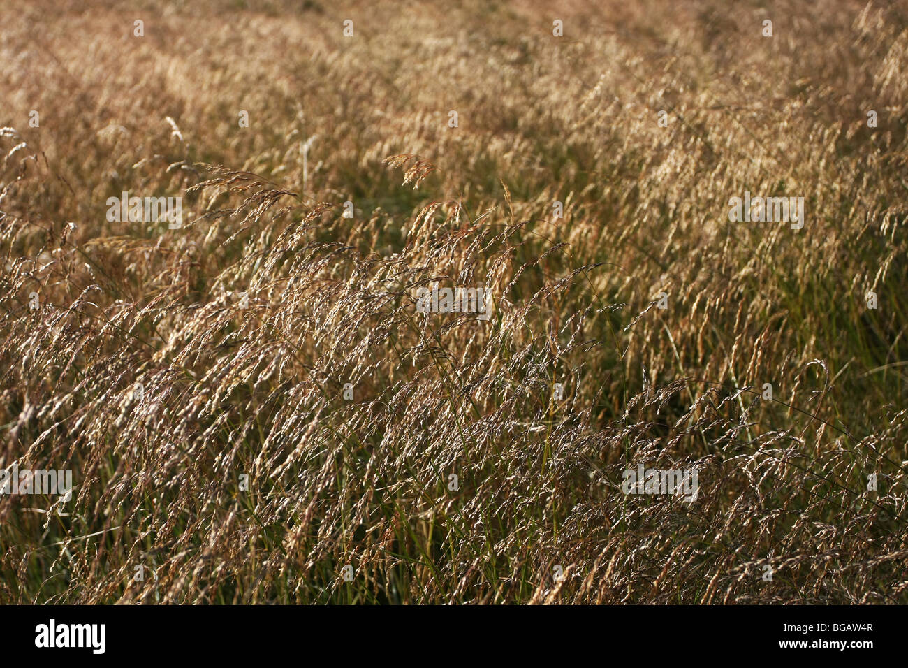 Field of straws growing in the country Stock Photo - Alamy