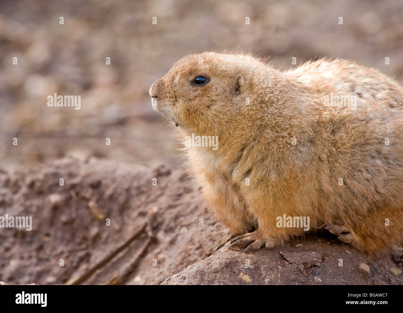 Prairie dog closeup hi-res stock photography and images - Alamy