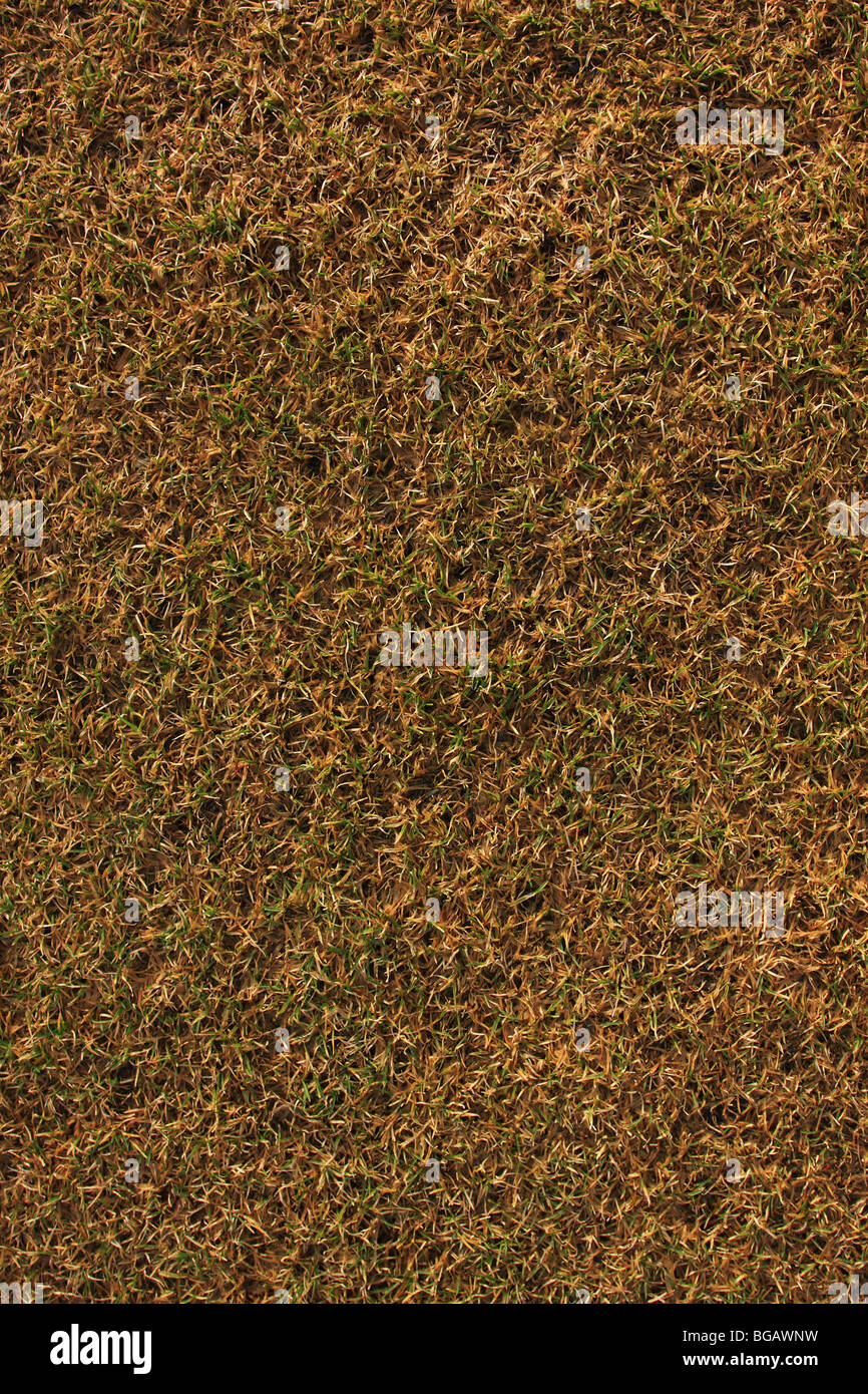 Old grass with small new grass growing amongst, great for backgrounds ...