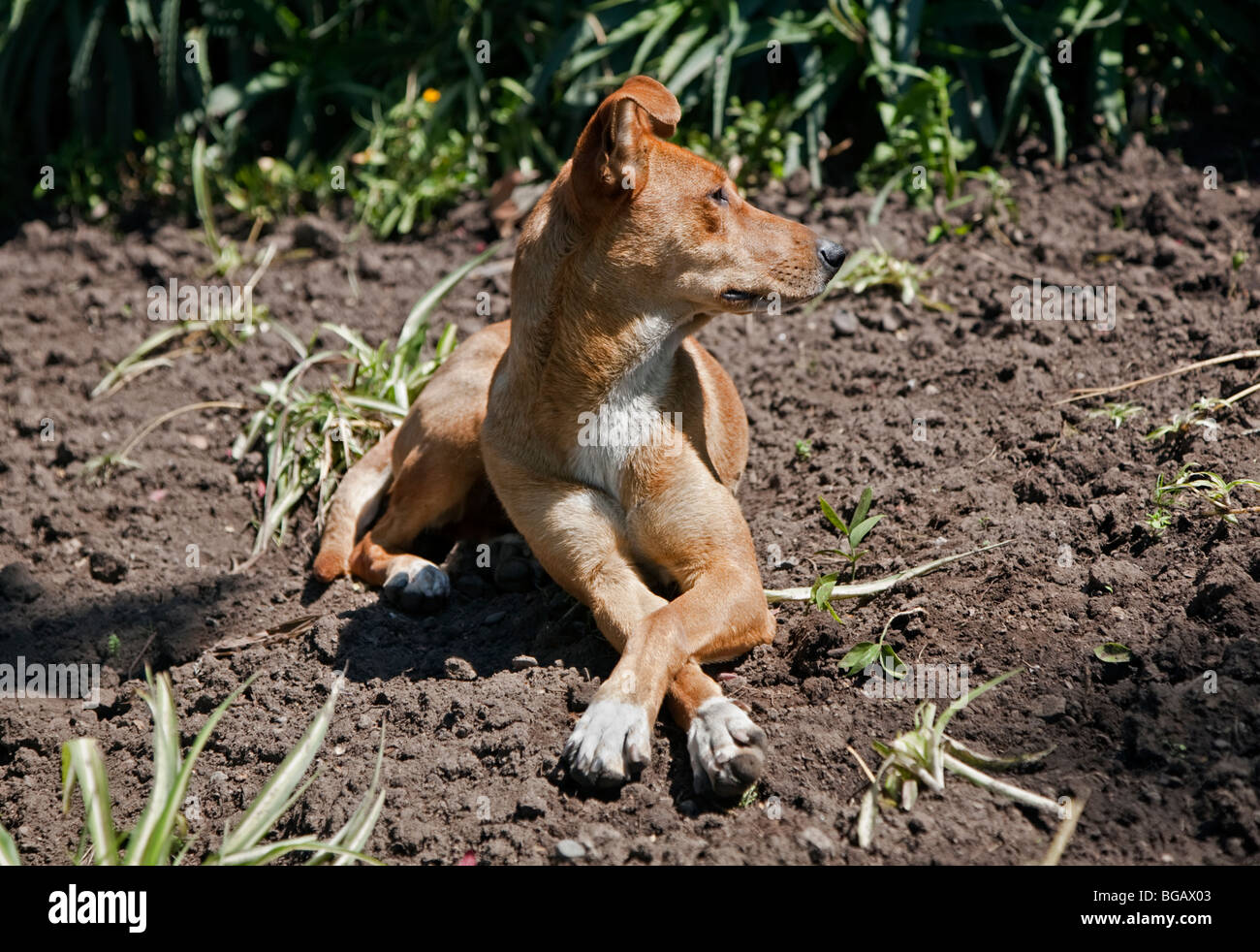 Feral Dog, Santiago, Chile Stock Photo - Alamy