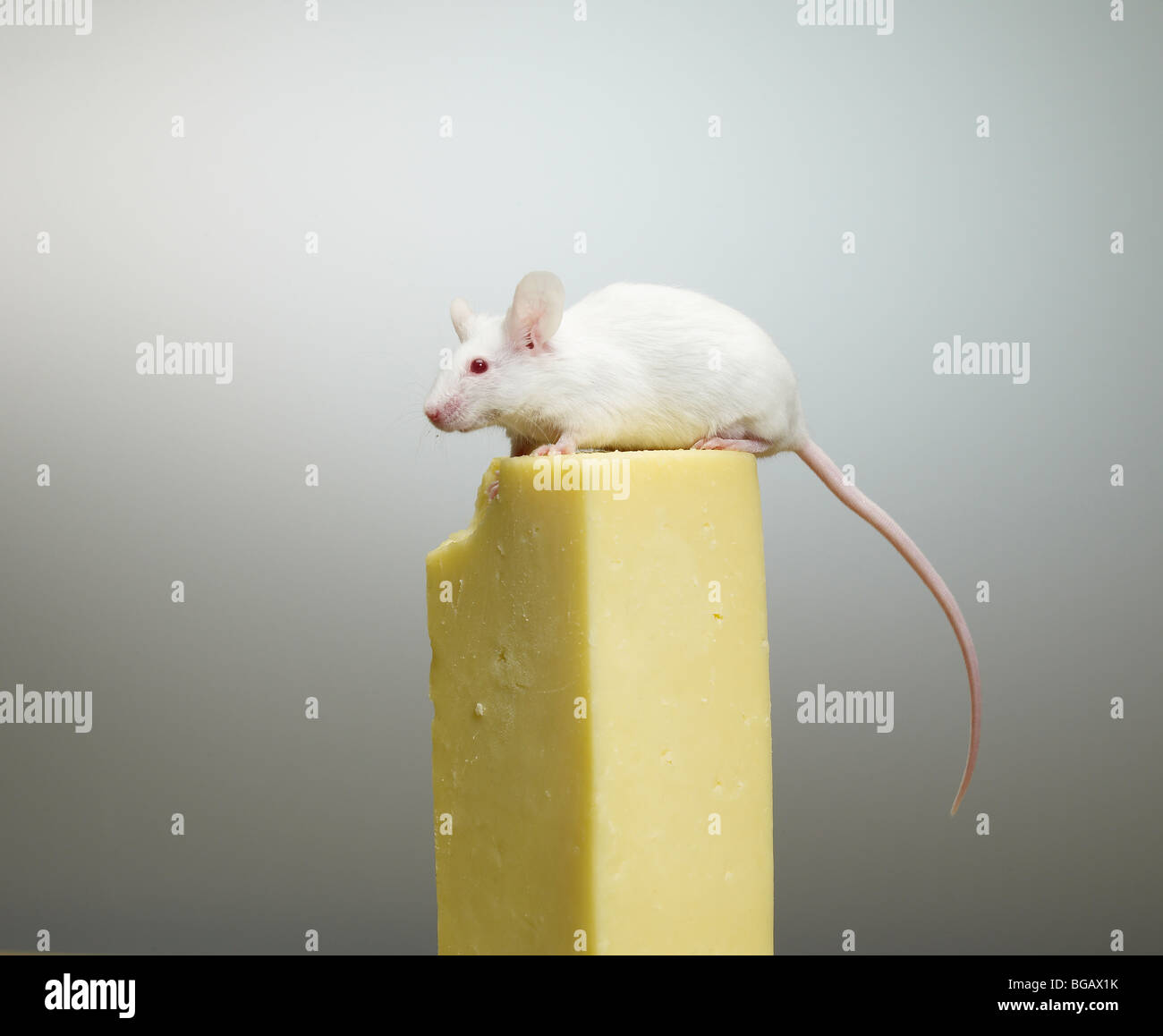 mouse on cheese Stock Photo - Alamy