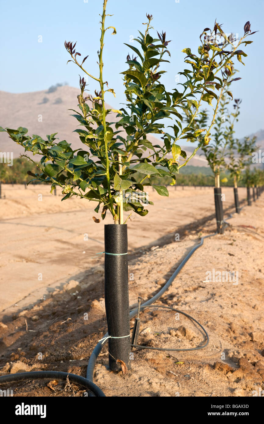 Saplings hi-res stock photography and images - Alamy