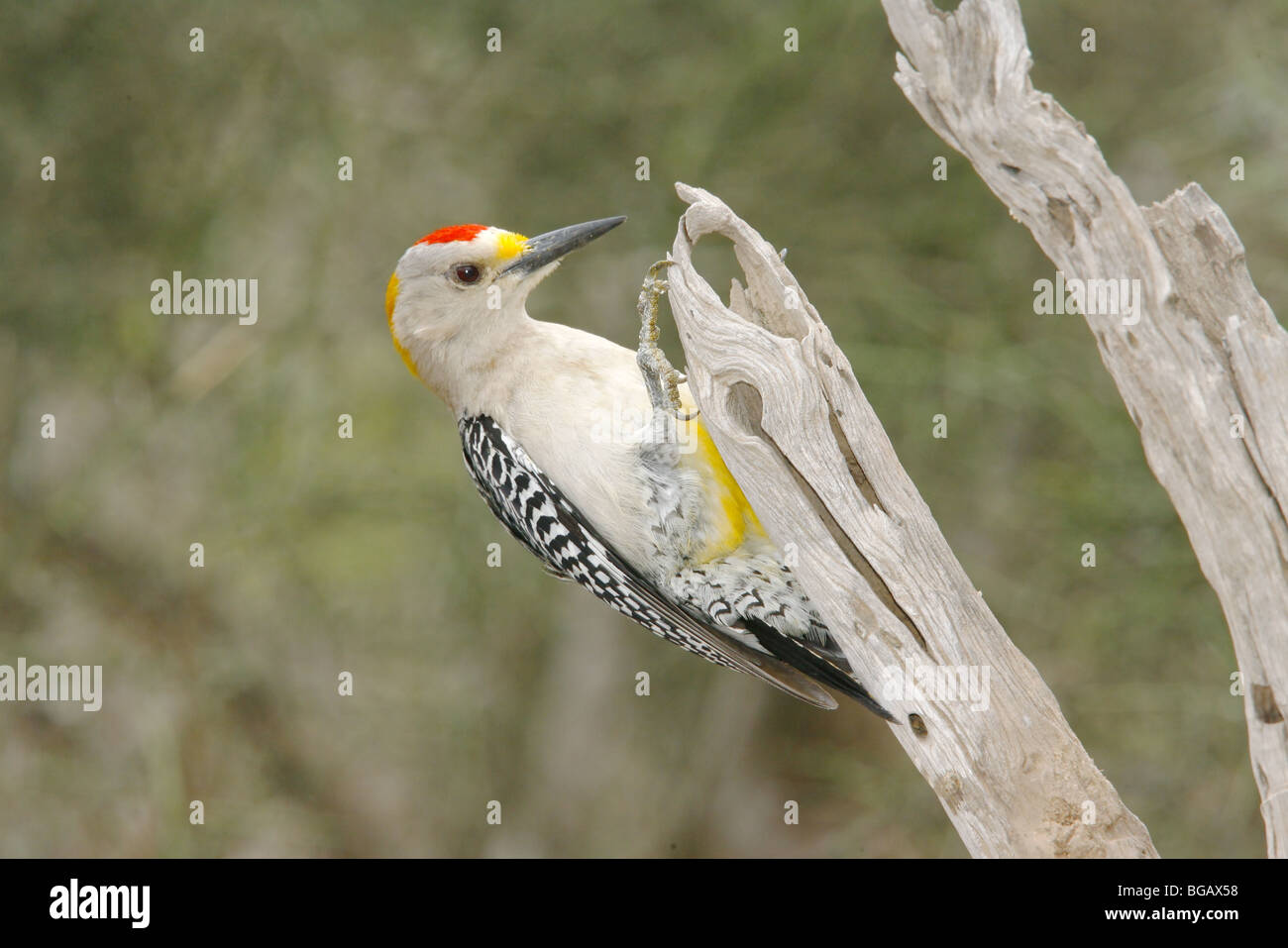 Golden woodpecker hi-res stock photography and images - Alamy