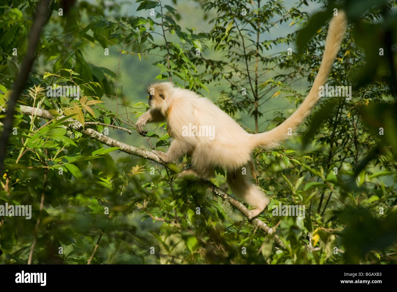 Bhutan bhutanese primate monkey tropical rainforest hi-res stock ...