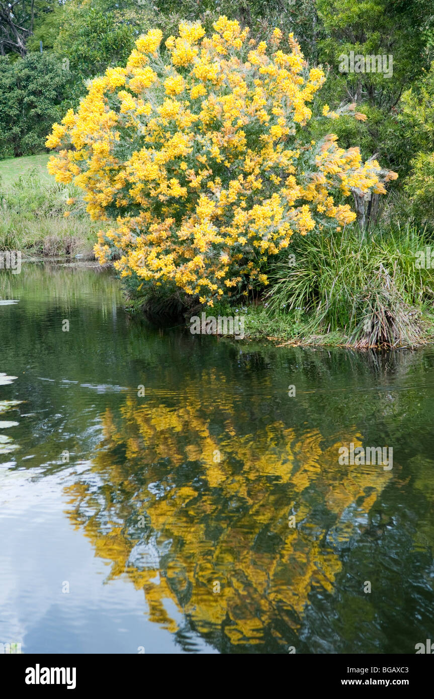 Brisbane wattle hi-res stock photography and images - Alamy