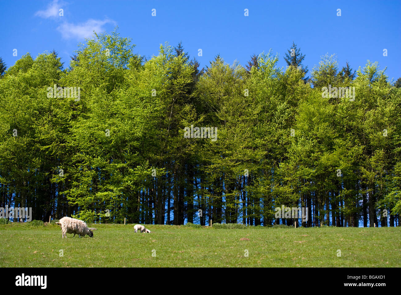 Woodland Sheep High Resolution Stock Photography and Images - Alamy
