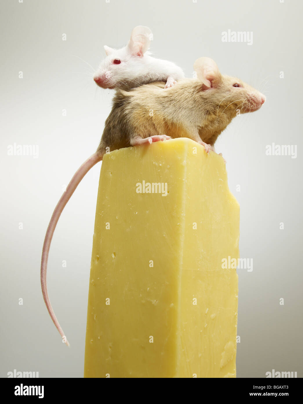 White mice hi-res stock photography and images - Alamy