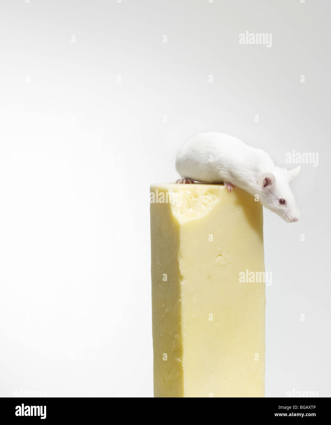 Cute mouse hi-res stock photography and images - Alamy