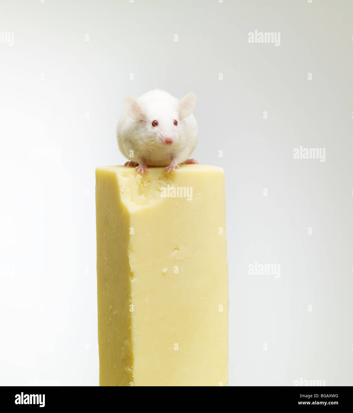 White cheese mouse hi-res stock photography and images - Alamy