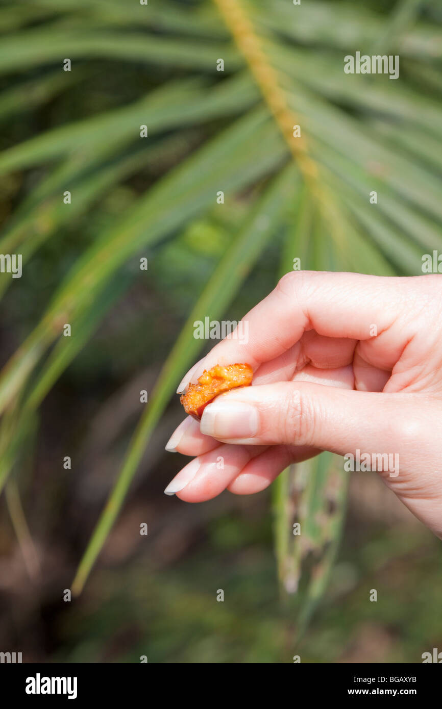 Cross-section of immature palm fruit in palm of hand. Johor Bahru ...