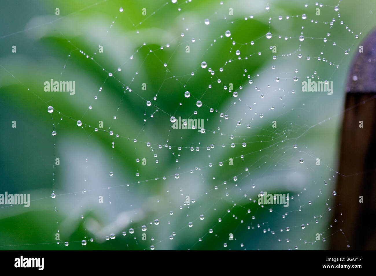 Spider web with water drops Stock Photo - Alamy