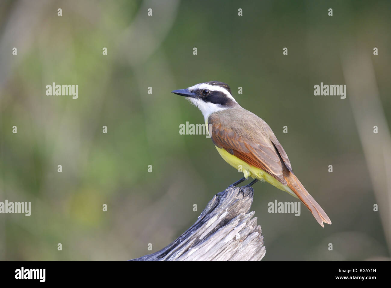 Great kiskadee up close hi-res stock photography and images - Alamy
