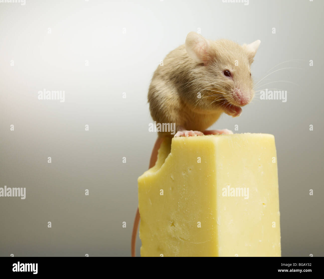 Brown Mouse High Resolution Stock Photography and Images - Alamy