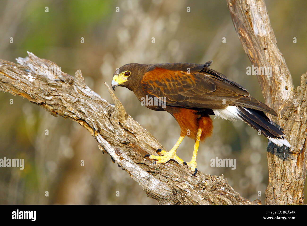 Harris hawk and talons hi-res stock photography and images - Alamy