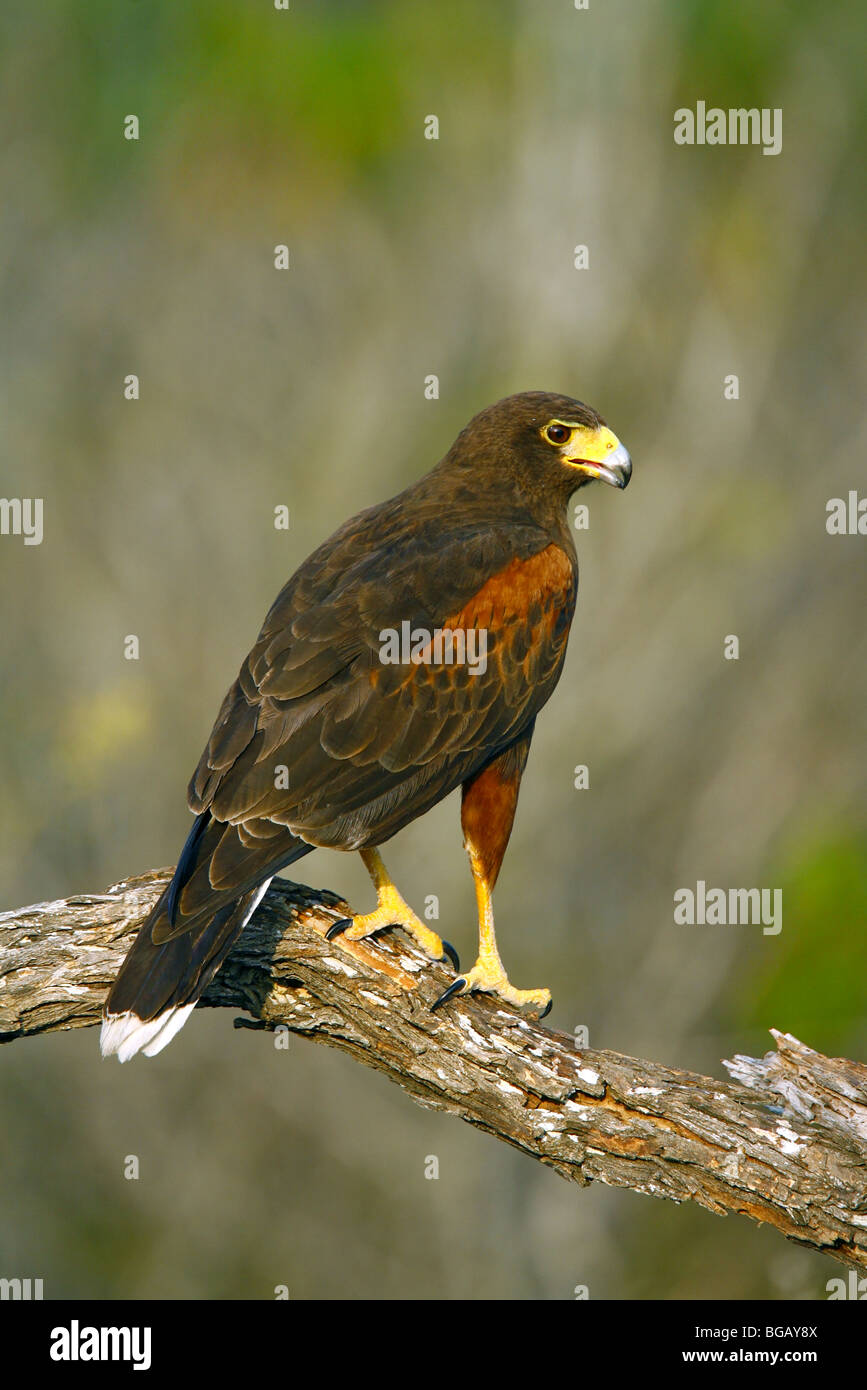Harris hawk and talons hi-res stock photography and images - Alamy