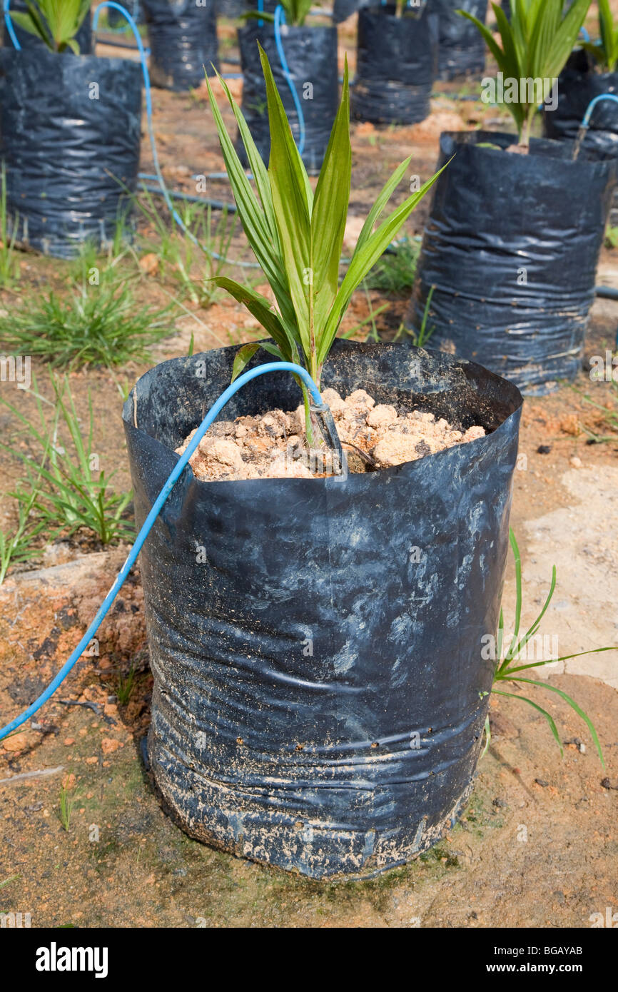 A close-up of an oil palm seedling with drip irrigation. The Sindora ...