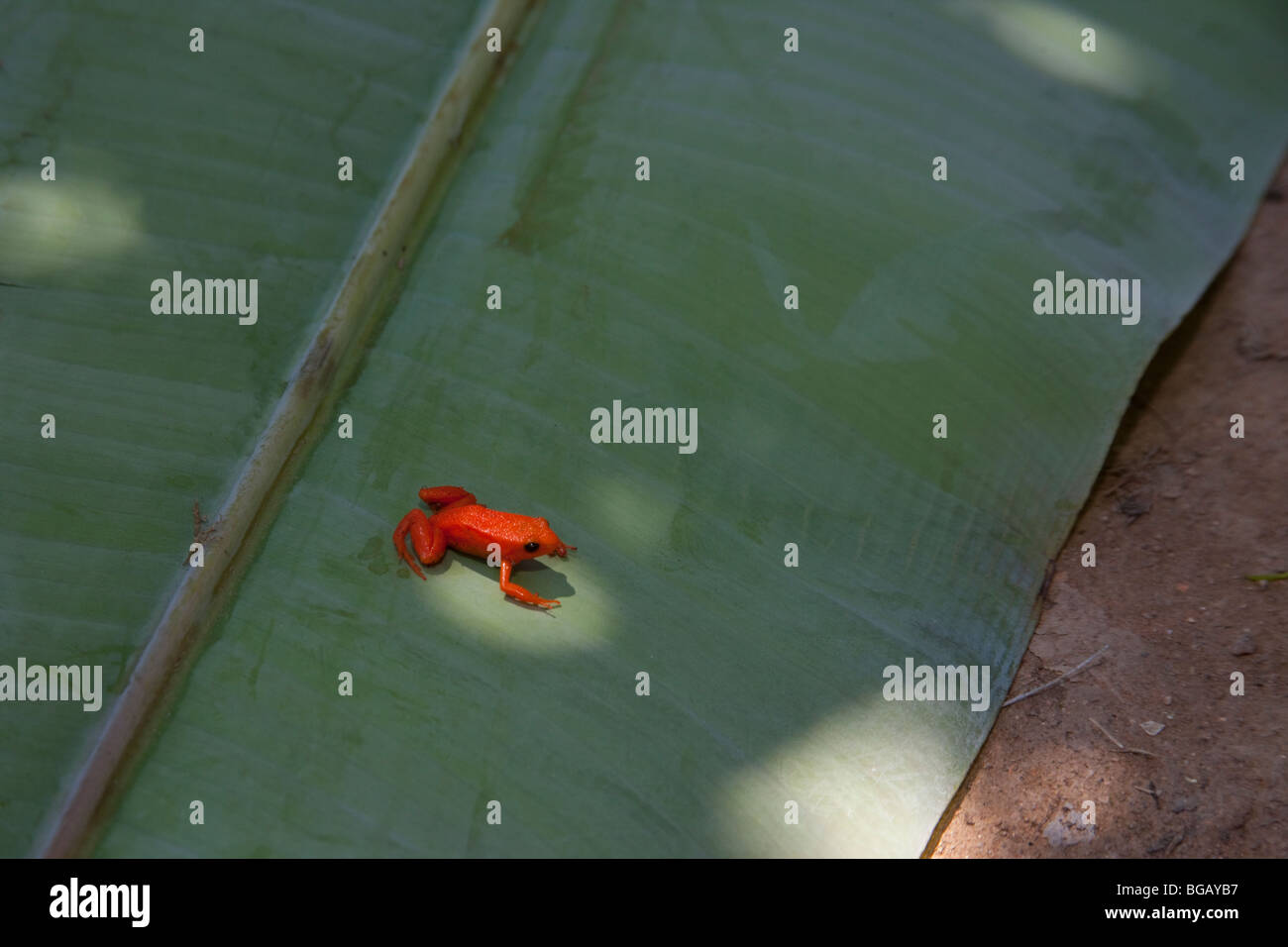 Red Mantella Frog on Palm Leaf, La Mandraka Reserve, Madagascar Stock ...