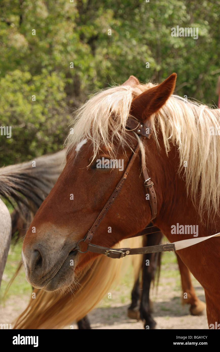 Horse. A portrait of a horse of brown colour close up Stock Photo - Alamy