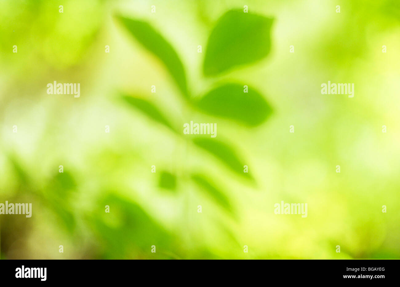 Backlit leaf hi-res stock photography and images - Alamy