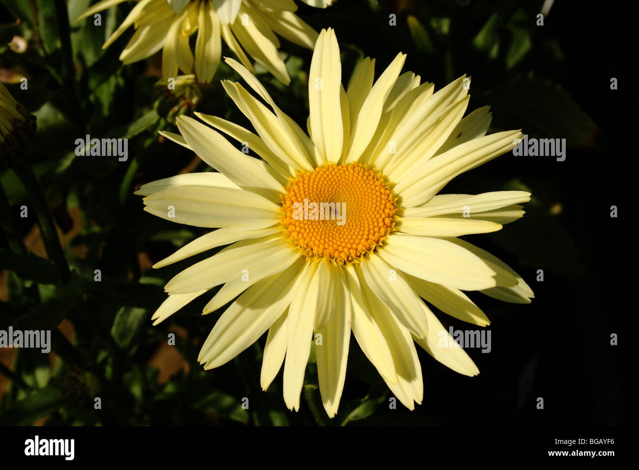 Leucanthemum Family Asteraceae Yellow Daisy like Flower in close up ...